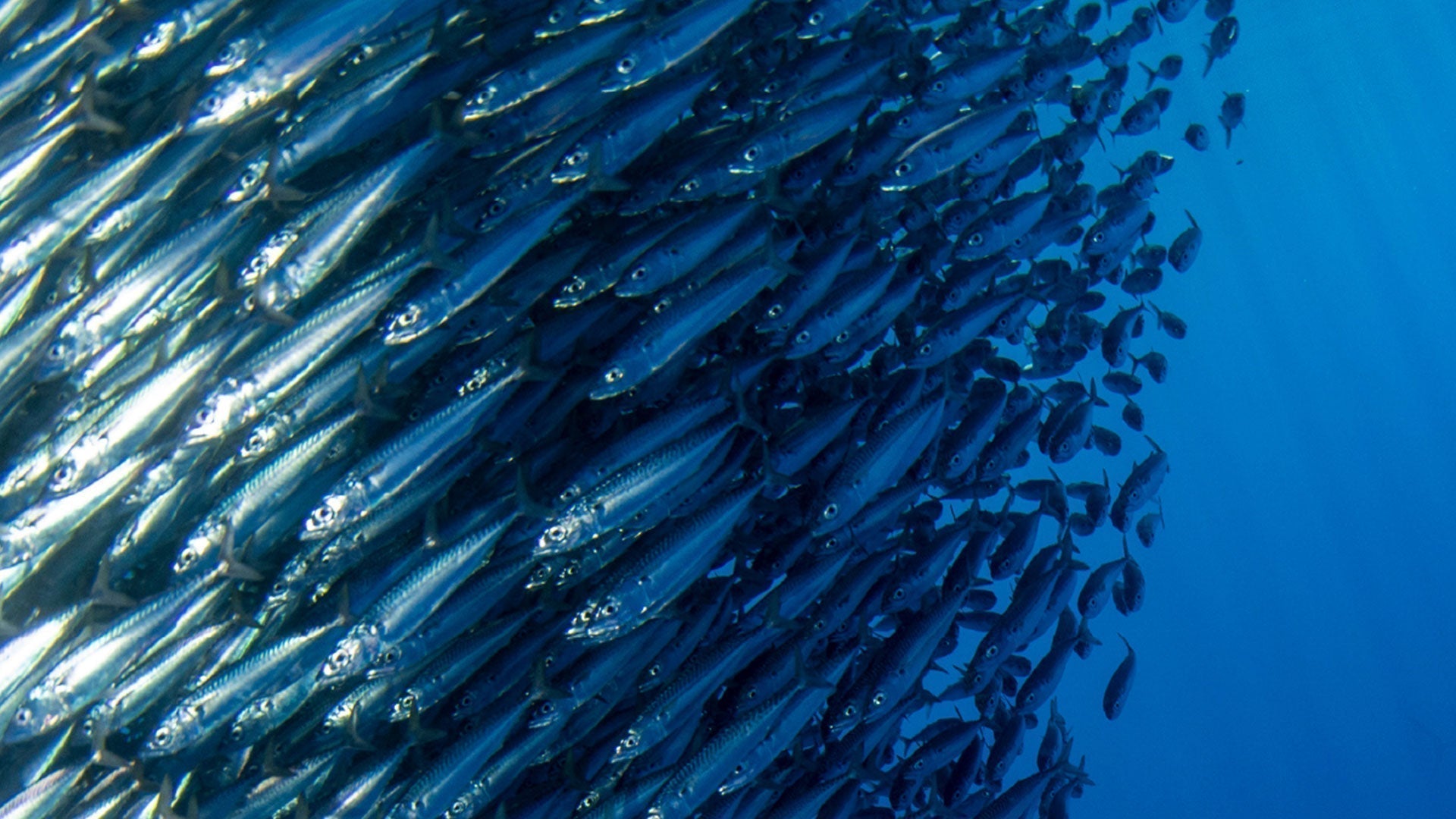 How high-purity EPA in fish oil can support your heart, brain, and lon ...